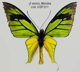 Papua Insects Foundation (Lepidoptera/Papilionidae/Ornithoptera ...